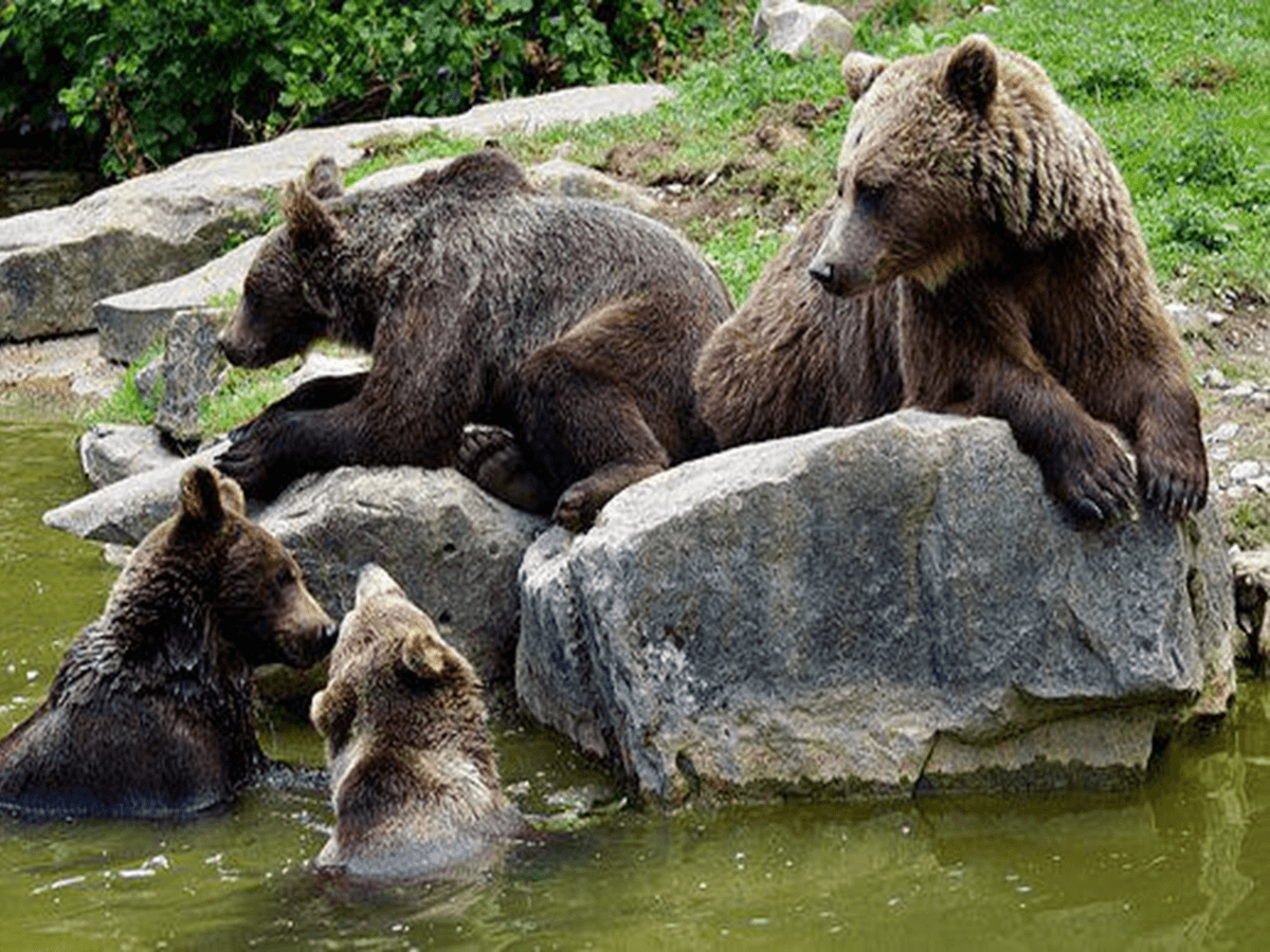 What is a Group of Bears Called and Why? – A Worth Exploring Group of ...