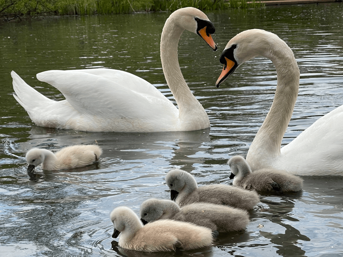What Do Swans Eat? A Complete Guide! - Animals Insider