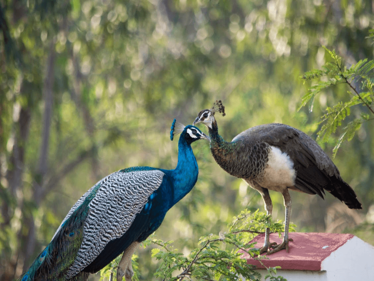 Baby Peacocks: All You Need to Know? - Animals Insider