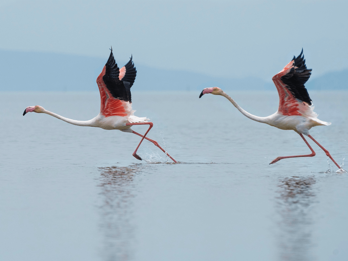 Can Flamingo Fly? All You Need to Know! - Animals Insider