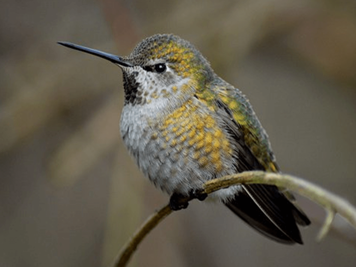Types of hummingbirds in Georgia – All You Need to Know! - Animals Insider