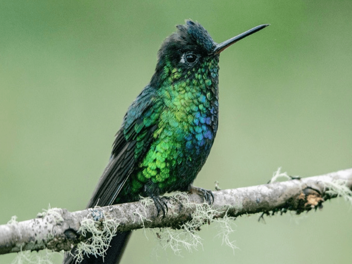 Can Hummingbirds Recognize Humans? Hummingbirds Facts You Need to Know ...