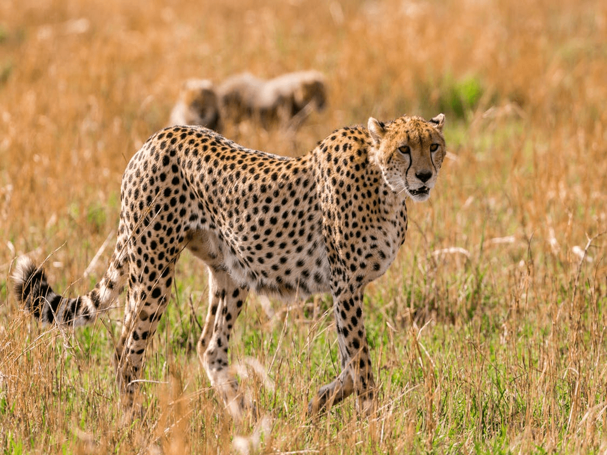 What are the Top 10 Fastest Animals in the World? – A Worth Exploring ...