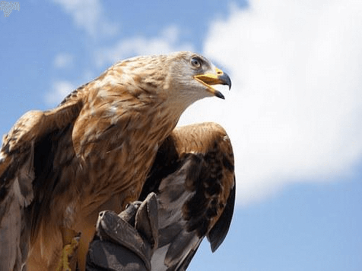 What are the Top 11 Fastest Birds in the World? – A Worth Exploring ...