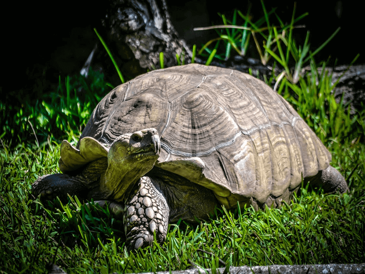 What is a Group of Tortoises Called? A Worth Exploring Group of ...