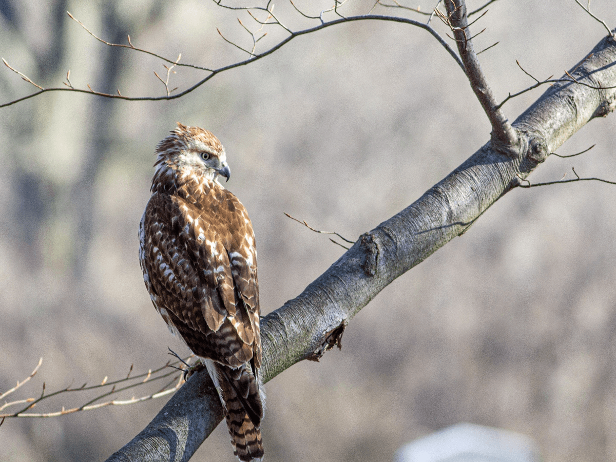 28 Interest Facts about Red-Tailed Hawk – Facts Revealed - Animals Insider