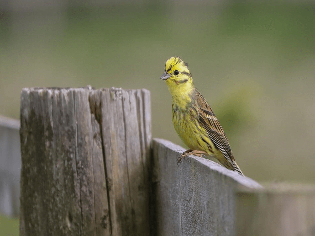 What is the State Bird of Alabama? - Animals Insider