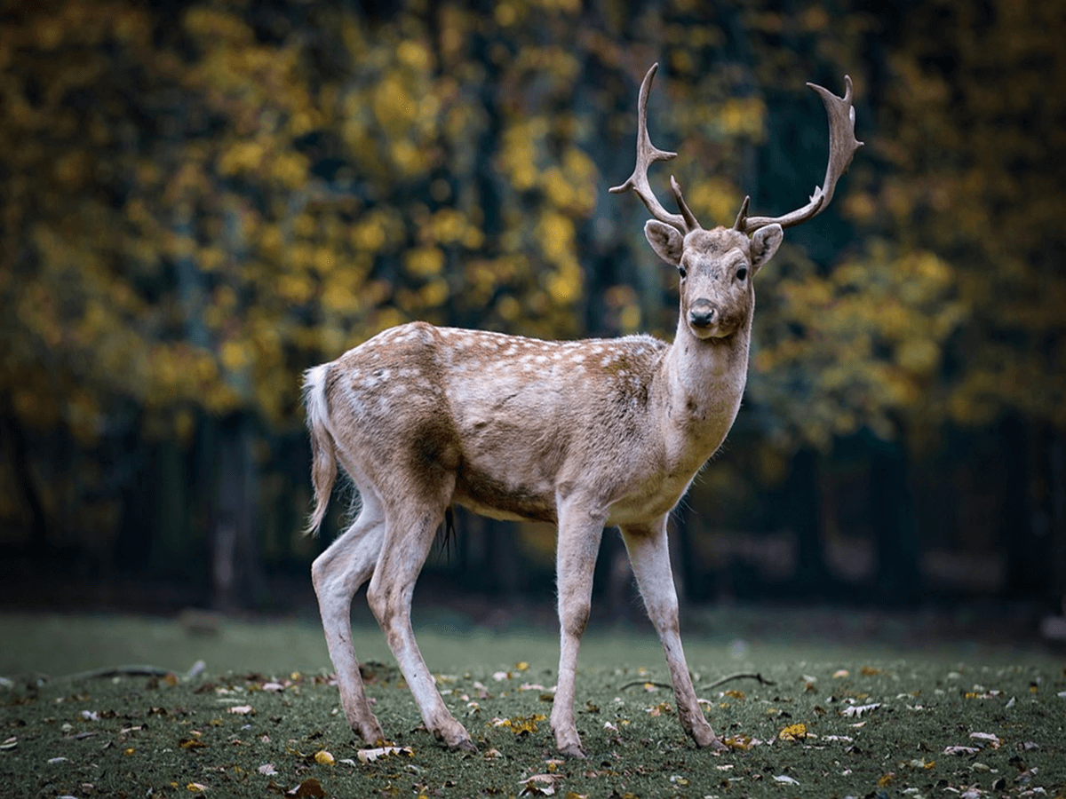 Do Deers Attack Humans and Why? - Animals Insider