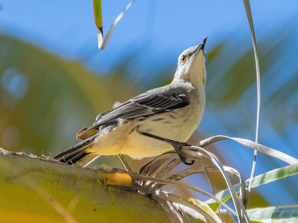 10 Ways How to Get Rid of Mockingbirds - An Ultimate Guide - Animals ...