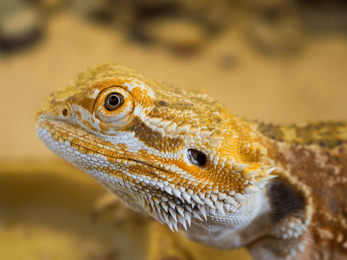 Pros and Cons of Owning a Bearded Dragon – Complete Facts You Need to ...