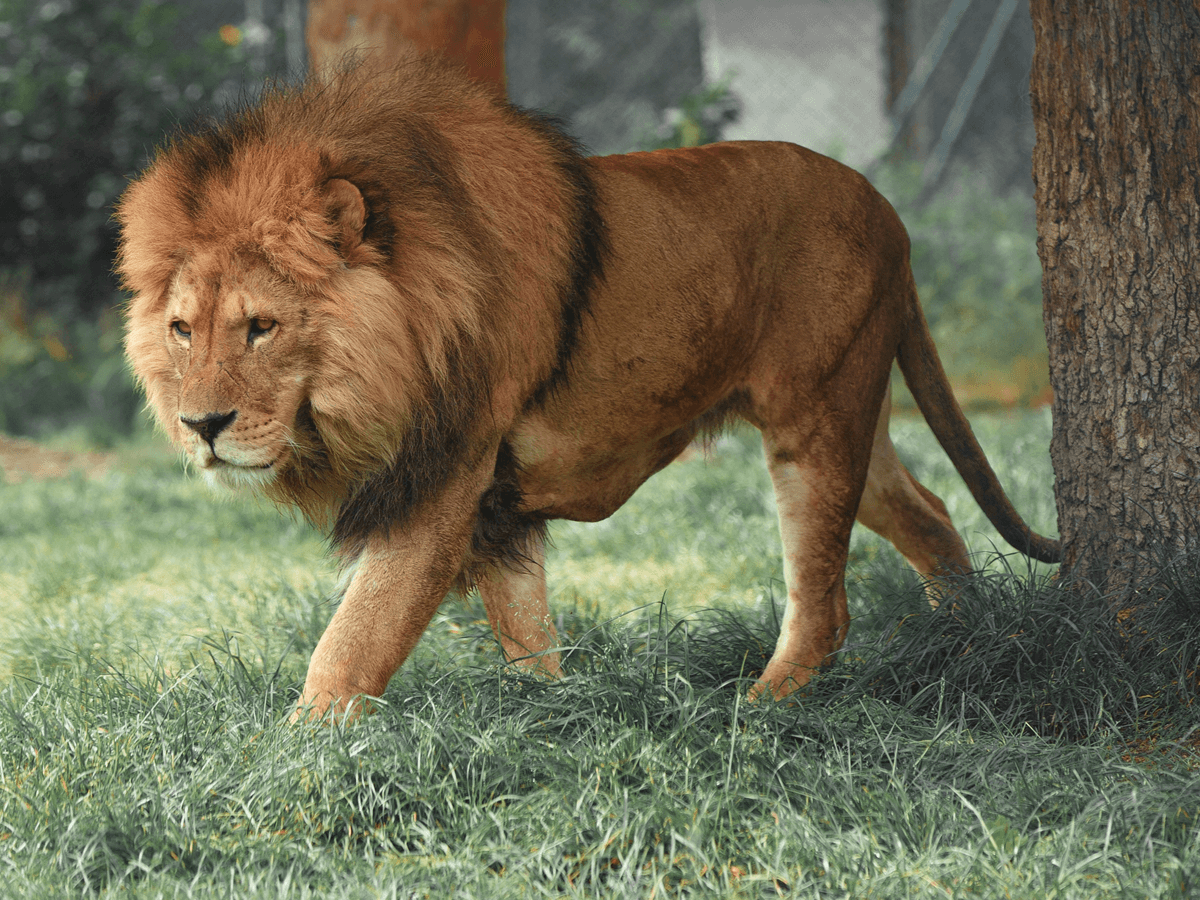 How Much Meat Does a Lion Eat per Day? [A Complete Eating Habit You ...