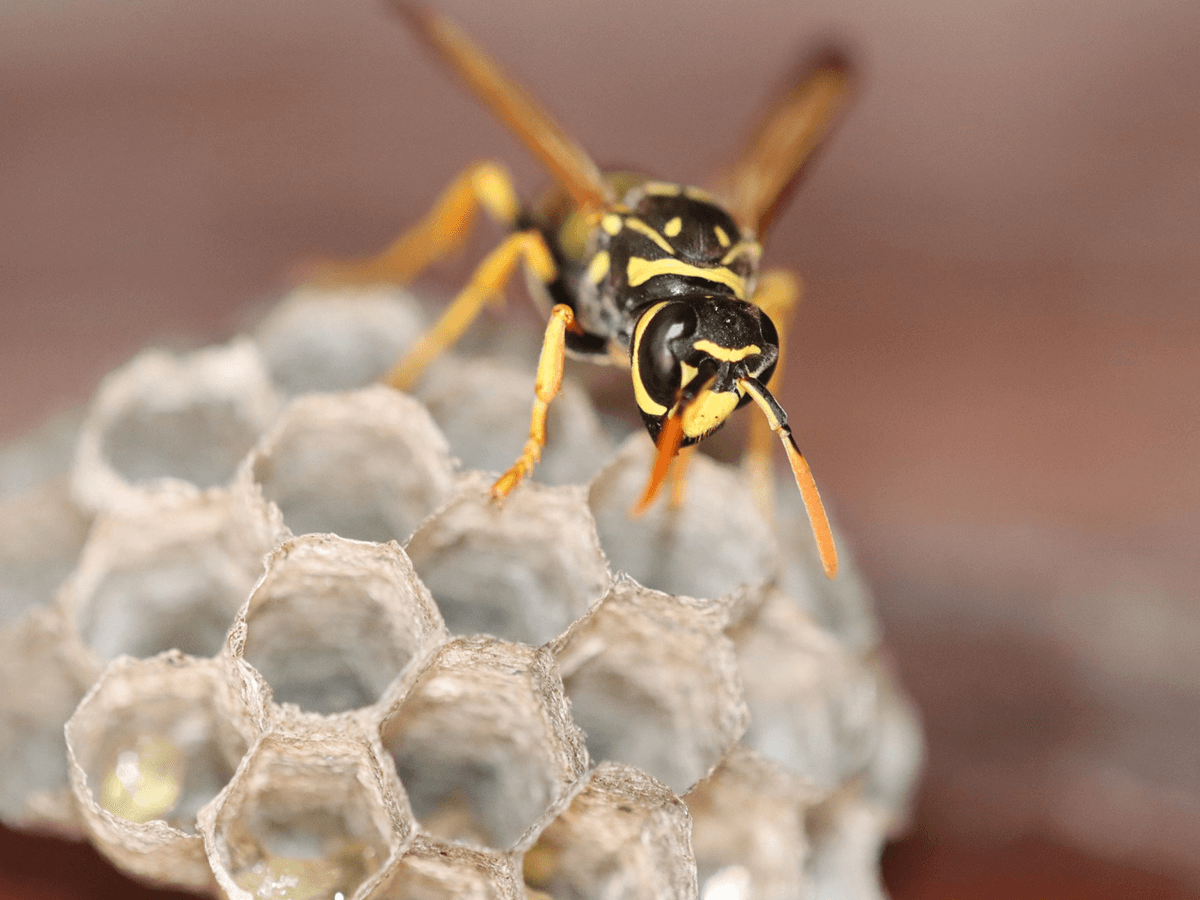 How Big is a Queen Wasp? How Do You Identify a Queen Wasp? - Animals ...