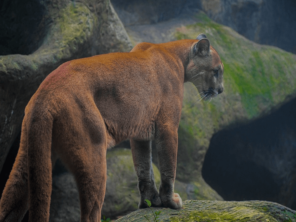 Why Do Cougars Scream at Night? What is Their Sound Like? [Here are the ...