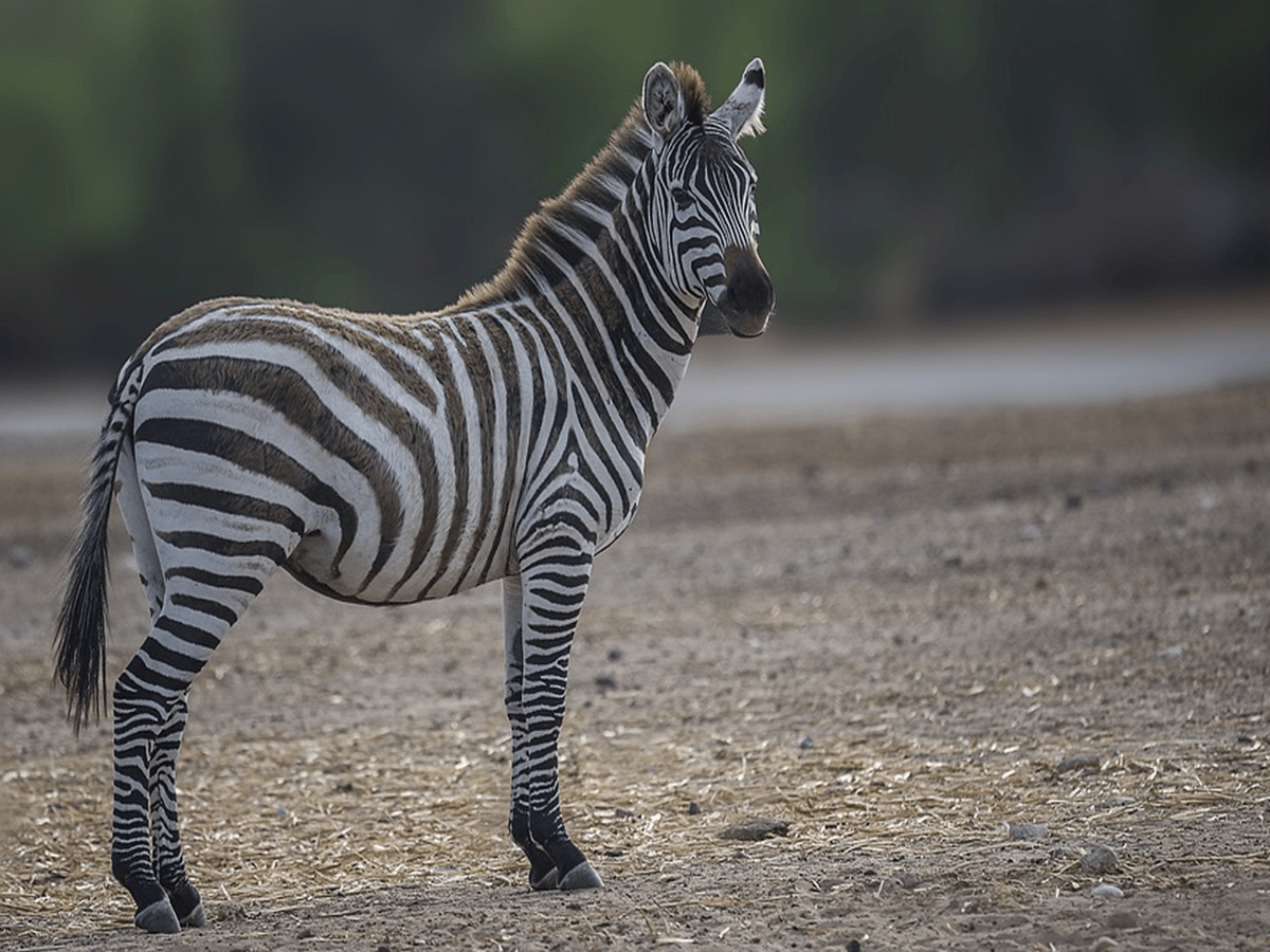 How Much Does A Zebra Weigh Animals Insider how-much-does-a-zebra-weigh-animals-insider