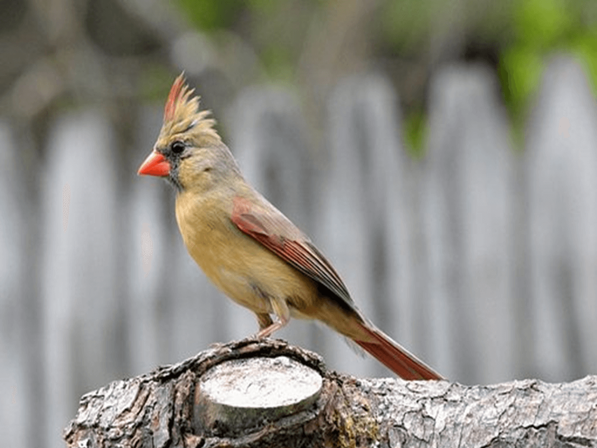 Female Cardinals Bird - What Do Female Cardinals Look Like? [ Including ...