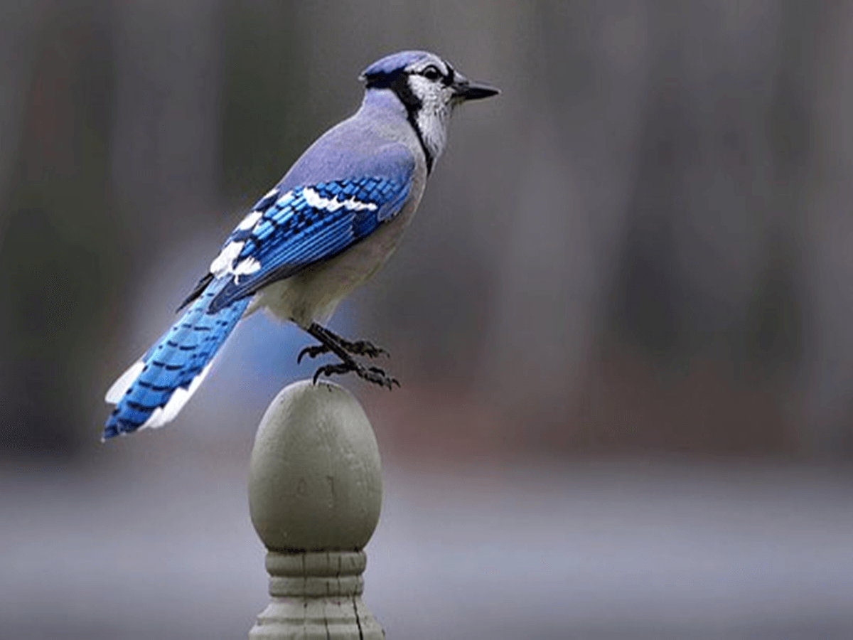 Where Do Blue Jays Live? All You Need to Know! - Animals Insider