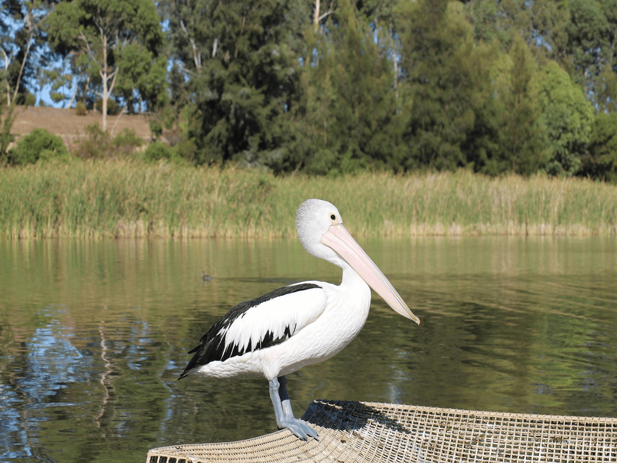 How Do You Tell If a Pelican is Male or Female? [Including Types and ...