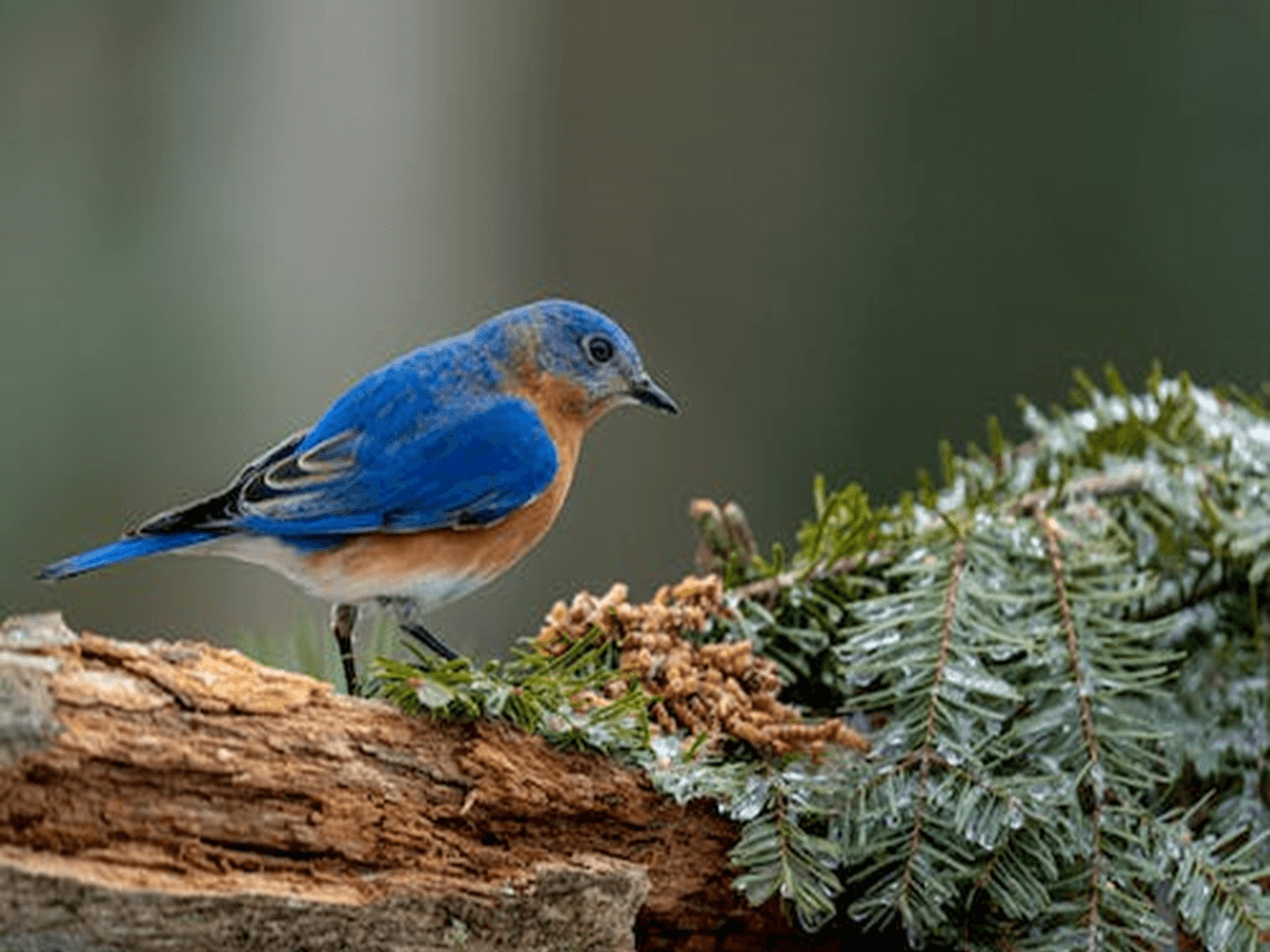 What is the state bird of Idaho? All You Need to Know! - Animals Insider